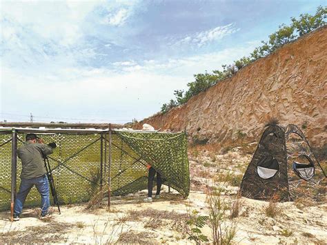 “中国最美小鸟”在石狮安家吴轲朝岩壁繁殖地