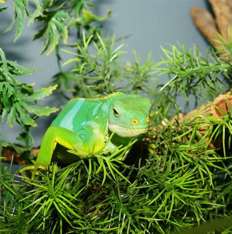 Los 10 Mejores Circuitos Por Fiyi 20252026 Tourradar