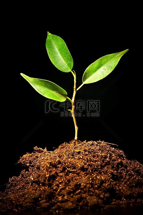 黑色背景上的嫩芽嫩芽茶叶高清摄影大图 千库网