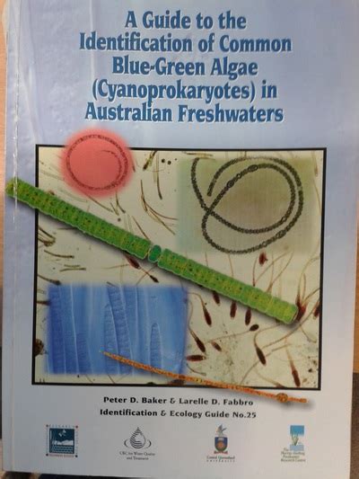 Cyanobacteria Identification Help﻿ A Slice Of Plankton