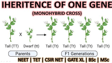Iheritenace Of One Gene Monohybrid Cross Youtube