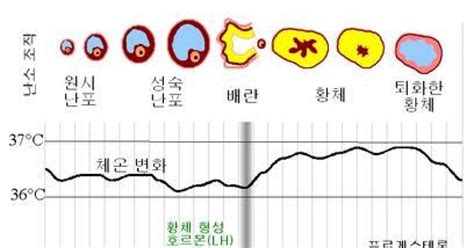 생리 불순 심혈관 질환 위험↑