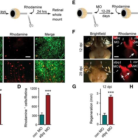 Sfpq Inhibits Rgc Axon Outgrowth In Retinal Explants A Qpcr Analysis