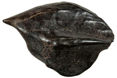 6 Fossil Dinosaur Triceratops Tooth Montana 234703 For Sale