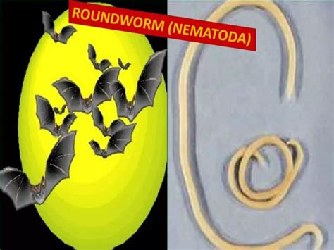Ppt Roundworm Nematoda Powerpoint Presentation Free Download Id