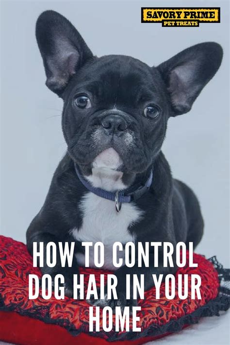 How To Control Dog Hair In Your Home 2 Savory Prime Pet Treats
