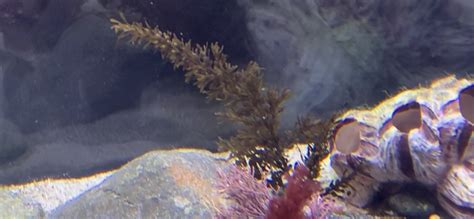 Any Experience With Sargassum Reef2reef