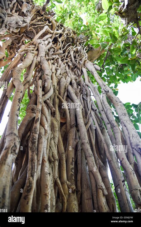 Clasping Roots