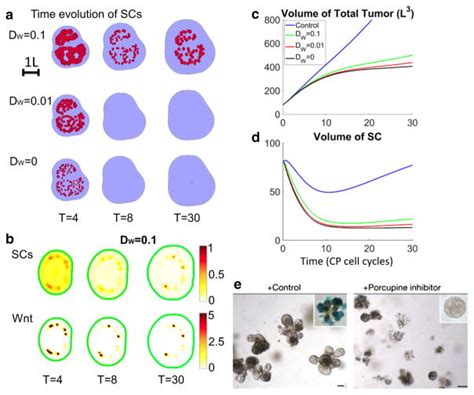 Three Dimensional Spatiotemporal Modeling Of Colon Cancer Organoids Reveals That Multimodal