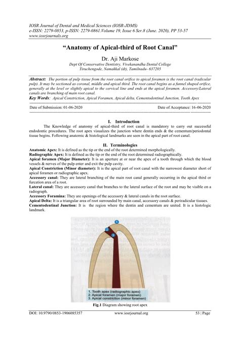 Anatomy Of Apical Third Of Root Canal” Docslib