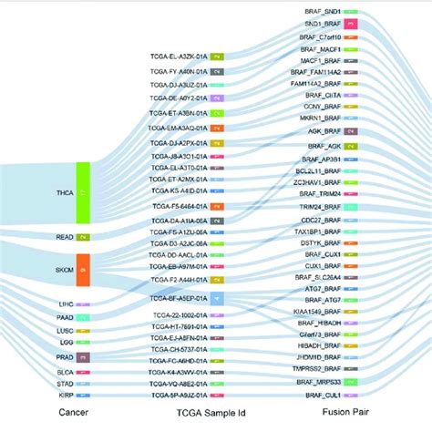 Braf Mutation Distribution In Various Cancer Types And Protein