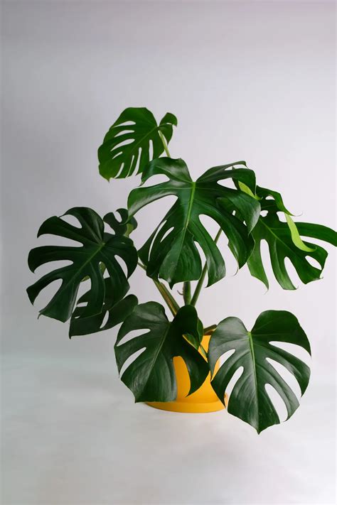 Monstera Thai Constellation - Floral Soul