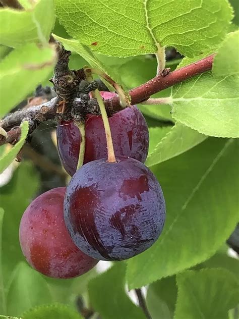 Prunus Maritima Shrub Beach Plum