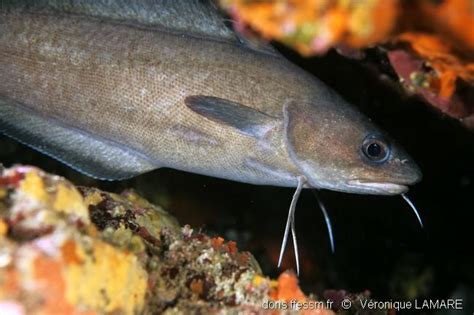 Phycis Phycis Doris