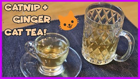 How To Deal With Cat Stomach Problems Make Catnip Ginger Tea For Your
