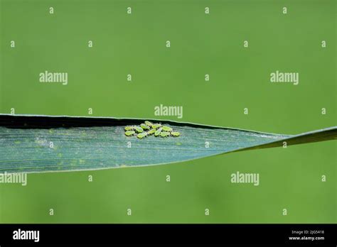 Rose Grain Aphid Metopolophium Dirhodum Colony Of Wingless Specimens