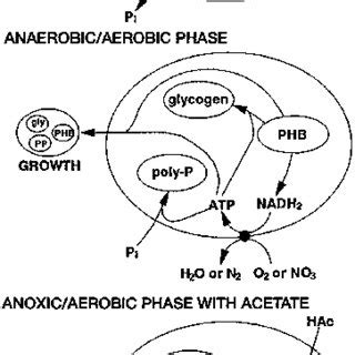 PDF Biological Phosphate Removal Processes
