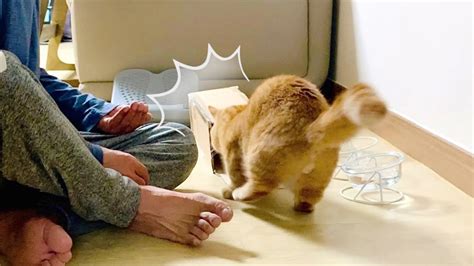 저희집에 너구리가 살아요😱 Vlog L 덕배 은신처 만들기에 진심인 할비ㅣ어버이날기념 외식ㅣ정리와 청소의 주간ㅣ고양이 집사 일상 브이로그 🐈 Youtube