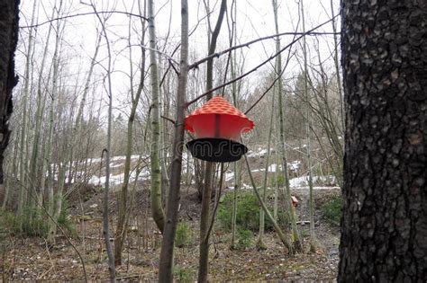 Hanging Homemade Feeder Or Platform For Feeding Birds And Squirrels In