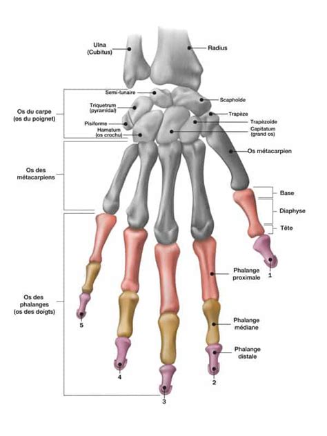 Anatomie Des Doigts De La Main Et Du Pouce Os Articulations Et