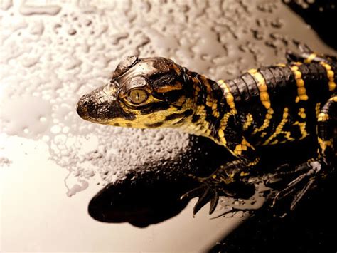 Reptile Meddic