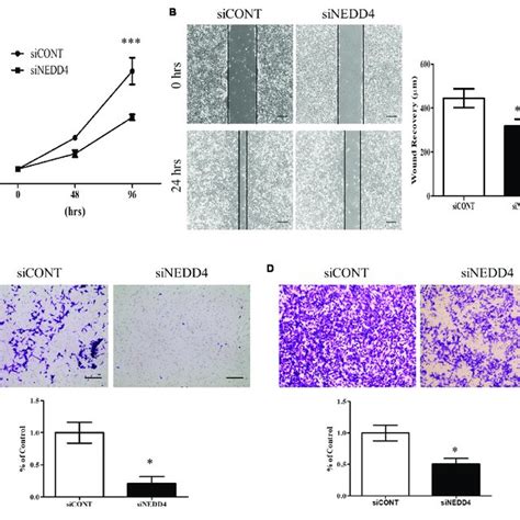 Axl Overexpression Regulates Expression Of Emt Markers A Immunoblot