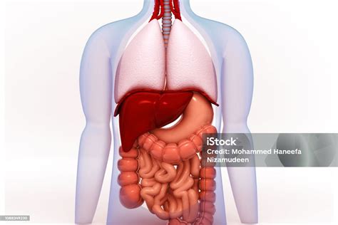 인간의 소화 시스템 3d 렌더링 췌장에 대한 스톡 사진 및 기타 이미지 췌장 3차원 형태 가득 찬 Istock
