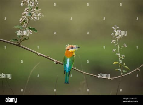 Chestnut Headed Bee Eater Merops Leschenaulti On Branch Tree Stock