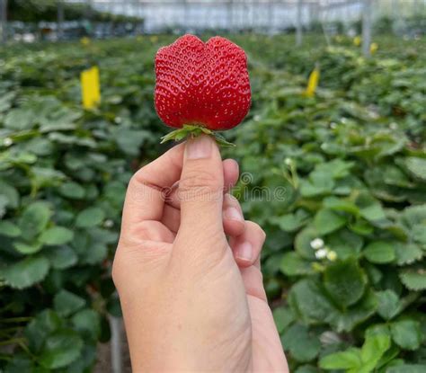 Strawberry Fruit Sweet Taste Delicious Stock Image Image Of Delicious