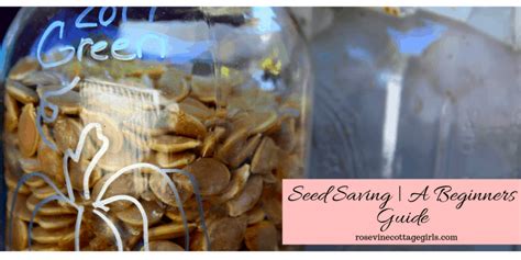 How To Start Seed Saving For Next Year A Beginner S Guide
