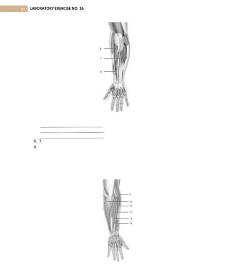 Solved 6 LABORATORY EXERCISE NO 16 4 5 6 7 8 9 Identify Chegg