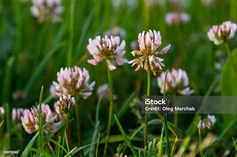 화이트 클로버 꽃입니다 Fabaceae 다년생 식물 4 월 7 월은 개화기이며 사료 풋거름 및 과즙 식물이기도합니다 0명에 대한