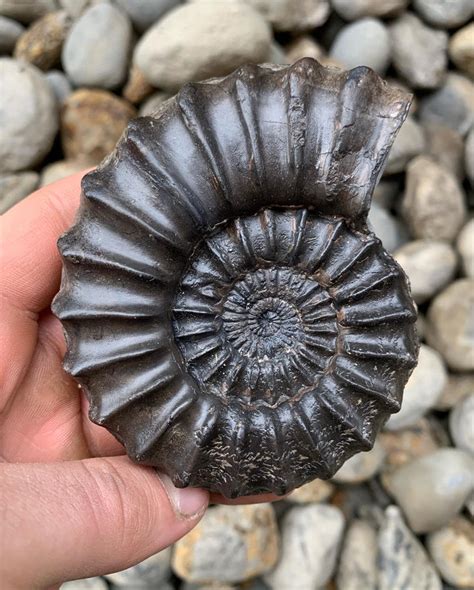 Yorkshire Fossils
