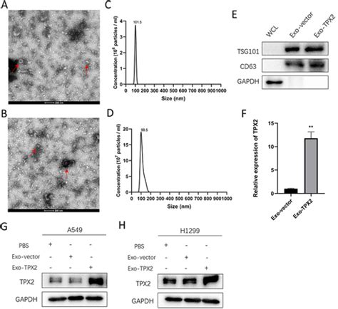 Full Article Transmission Of Exosomal Tpx2 Promotes Metastasis And