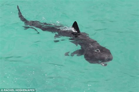 Baby Basking Shark