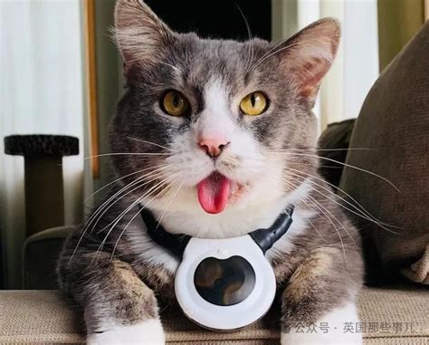 濒死猫猫遇到心软的神不仅重获新生还成了猫猫代言人