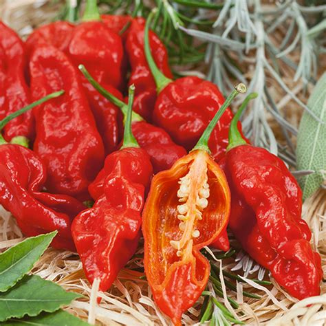 Wicked Ghost F1 Pepper Seeds Pepper Joes