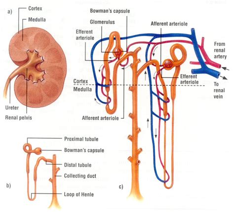 Physiologie Néphron appareil juxtaglomérulaire