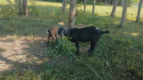 ছাগলের ঘাস খাওয়ার দৃশ্য। Youtube