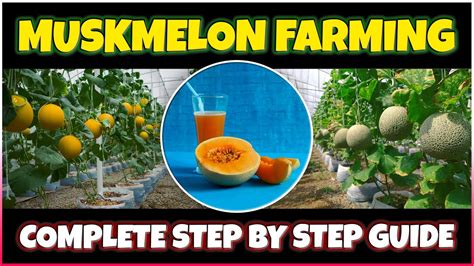 Muskmelon Farming How To Grow Cantaloupe Cucumis Melo At Home