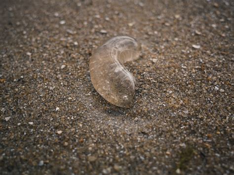 Marine Organisms Photos Download The Best Free Marine Organisms Stock