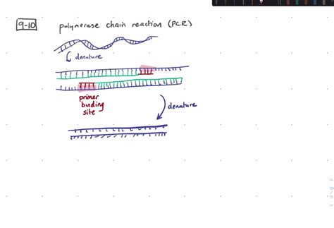 Solveda Real Time Polymerase Chain Reaction Qpcr Real Time