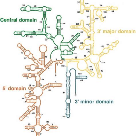 Secondary Structure Of 16s Rrna 4 5 With Its 5 Ј Central 3 Ј Major Download Scientific