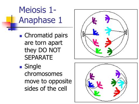 Ppt Meiosis Powerpoint Presentation Free Download Id 1351638