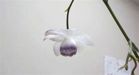 レンゲショウマ蓮華升麻 オザキフラワーパーク