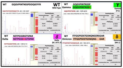 representative ms ms spectra of sars cov 2 verified peptides from the