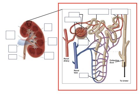 Nephron Diagram Quizlet