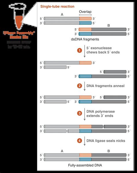 Gibson Assembly® Master Mix Neb