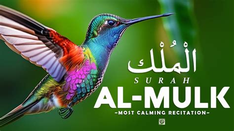 Surah Al Mulk سورة الملك Heart Touching Quran Recitation Daily