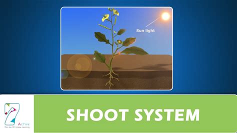 Plant Shoot